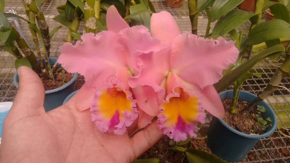 Rlc George King 'Serendipity'- AD