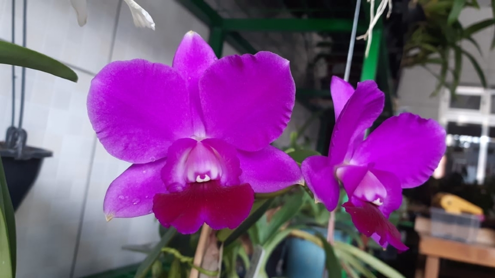 Cattleya Aloha Case Ching Hua - Adulto
