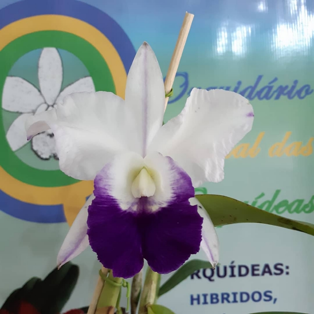 Cattleya Memoria Robert Strait 'Blue Hawaii' - Adulto