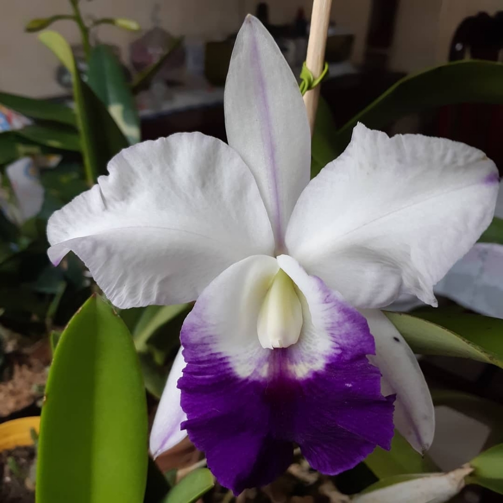 Cattleya Memoria Robert Strait 'Blue Hawaii' - Adulto