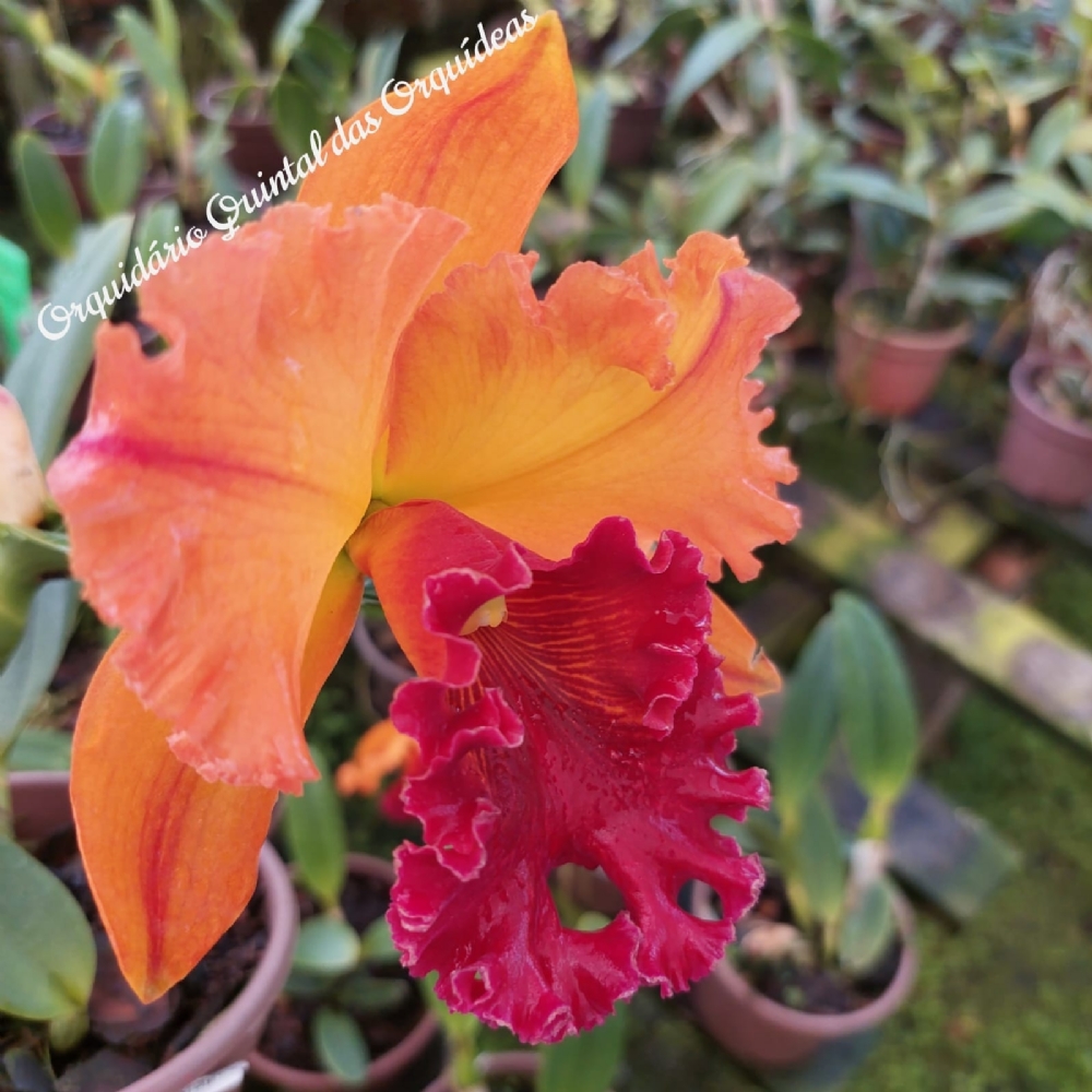 Rlc. Golden Paragon - Adulto