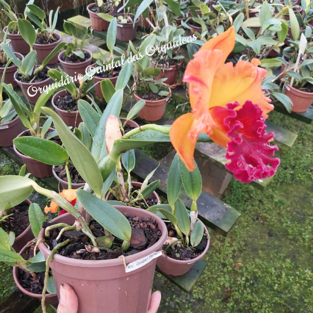 Rlc. Golden Paragon - Adulto