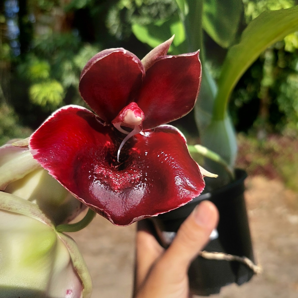 Catasetum Susan Fuchs - ADULTO