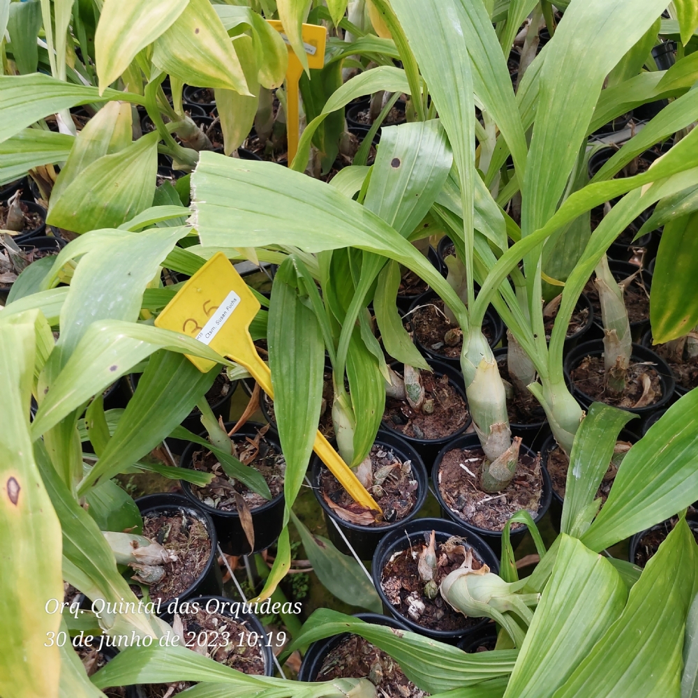 Catasetum Susan Fuchs - ADULTO