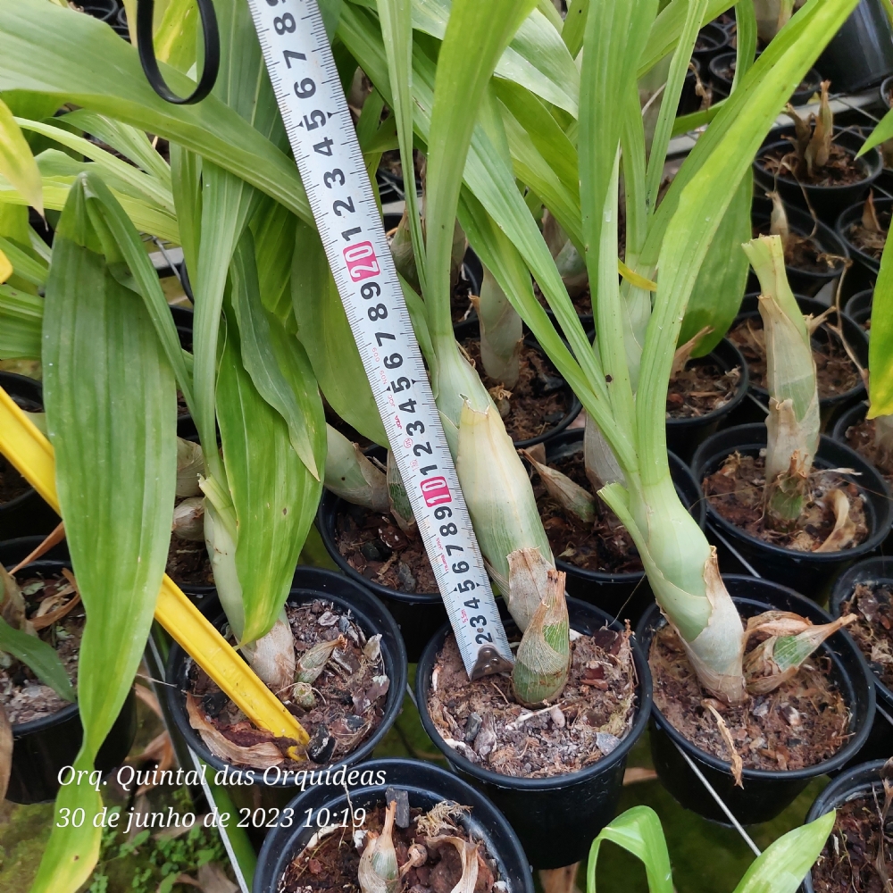 Catasetum Susan Fuchs - ADULTO