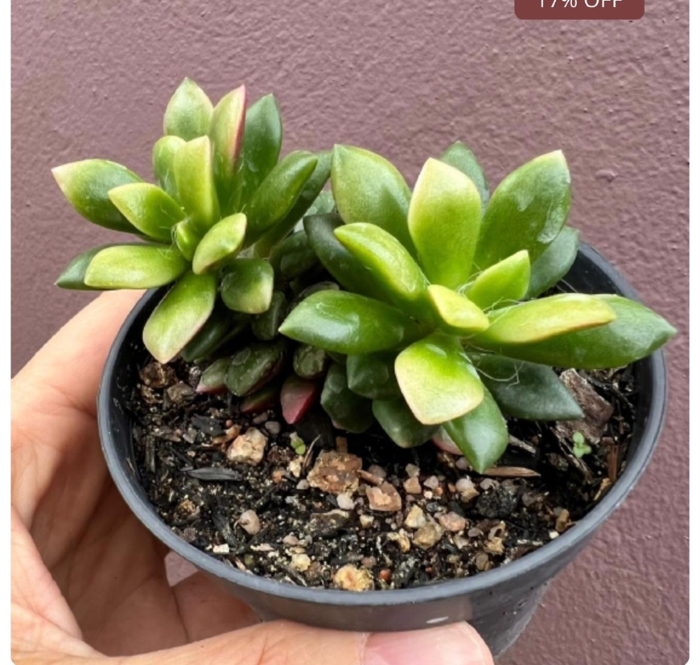 Anacampseros rufescens variegata â pote 9cm